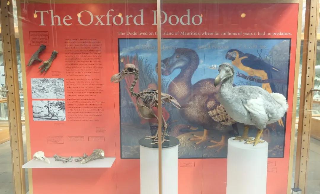 These pieces of rotten skin are all hope for the resurrection of the ...