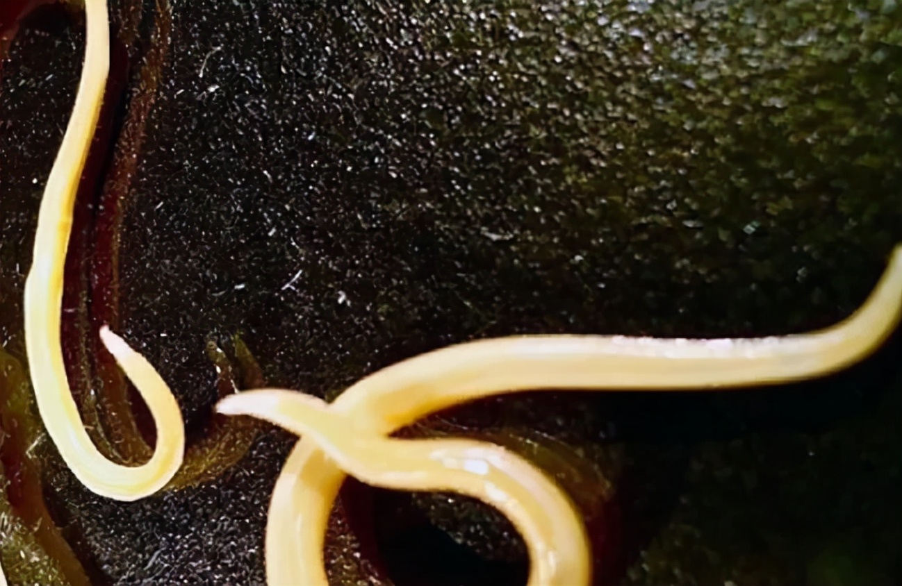 The Arctic permafrost is rapidly melting, and nematodes that have been ...