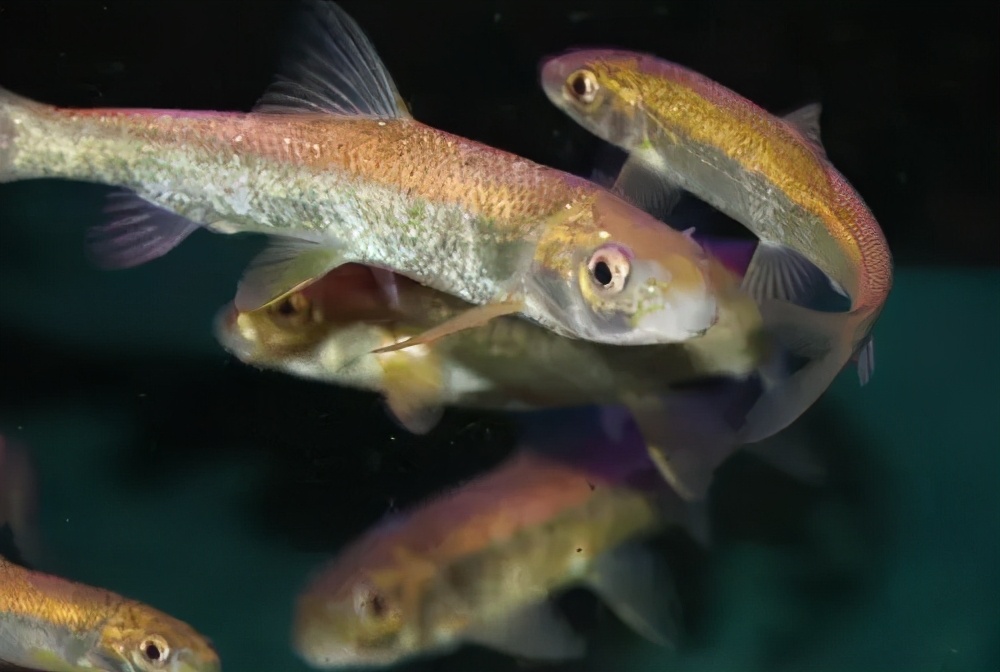 The ten most expensive freshwater fish in the country, comparable to ...