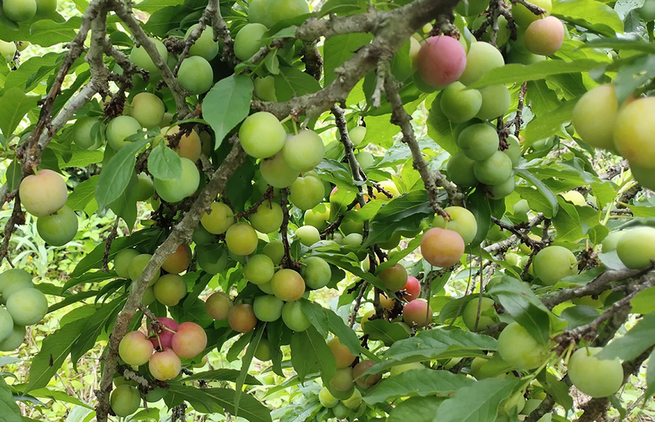 Seasonal fruit dynamics in Conghua from April to May, green plums/early ...