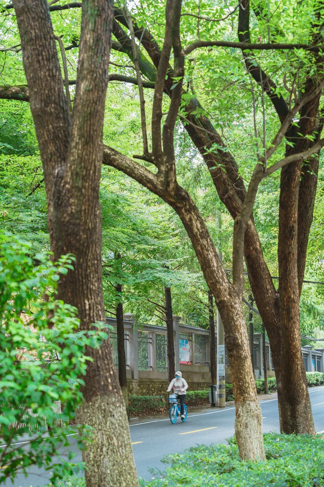 A picture crosses, the ten most beautiful boulevards in Wuhan! - iNEWS