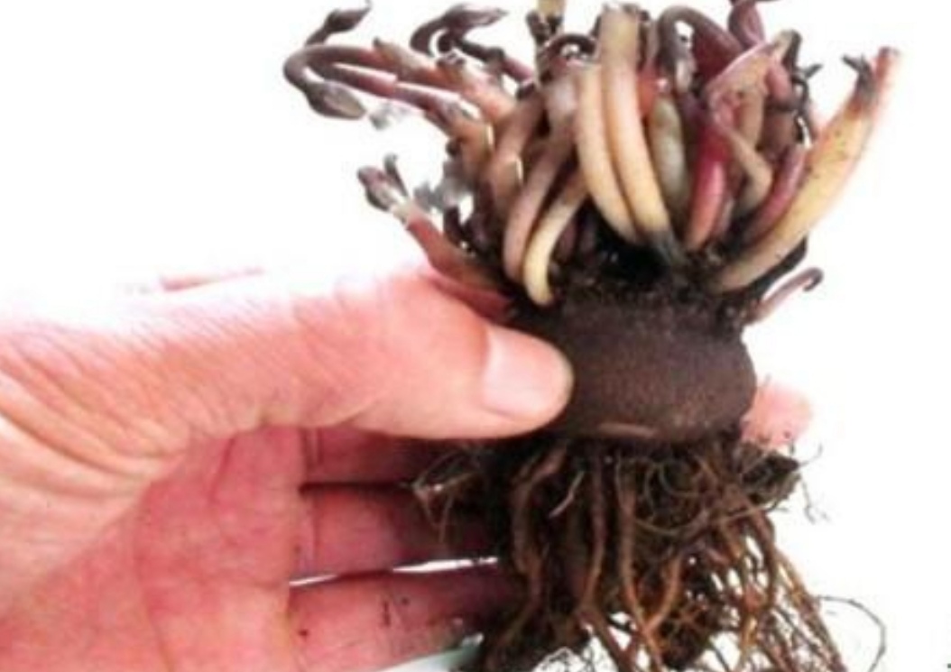 Cyclamen should "sleep" in summer, and manage them according to three ...