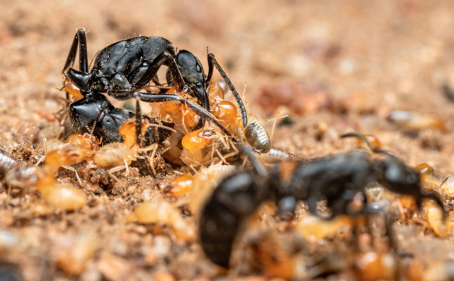 The man-made "living dead ants" were moved to the ant cemetery by their ...