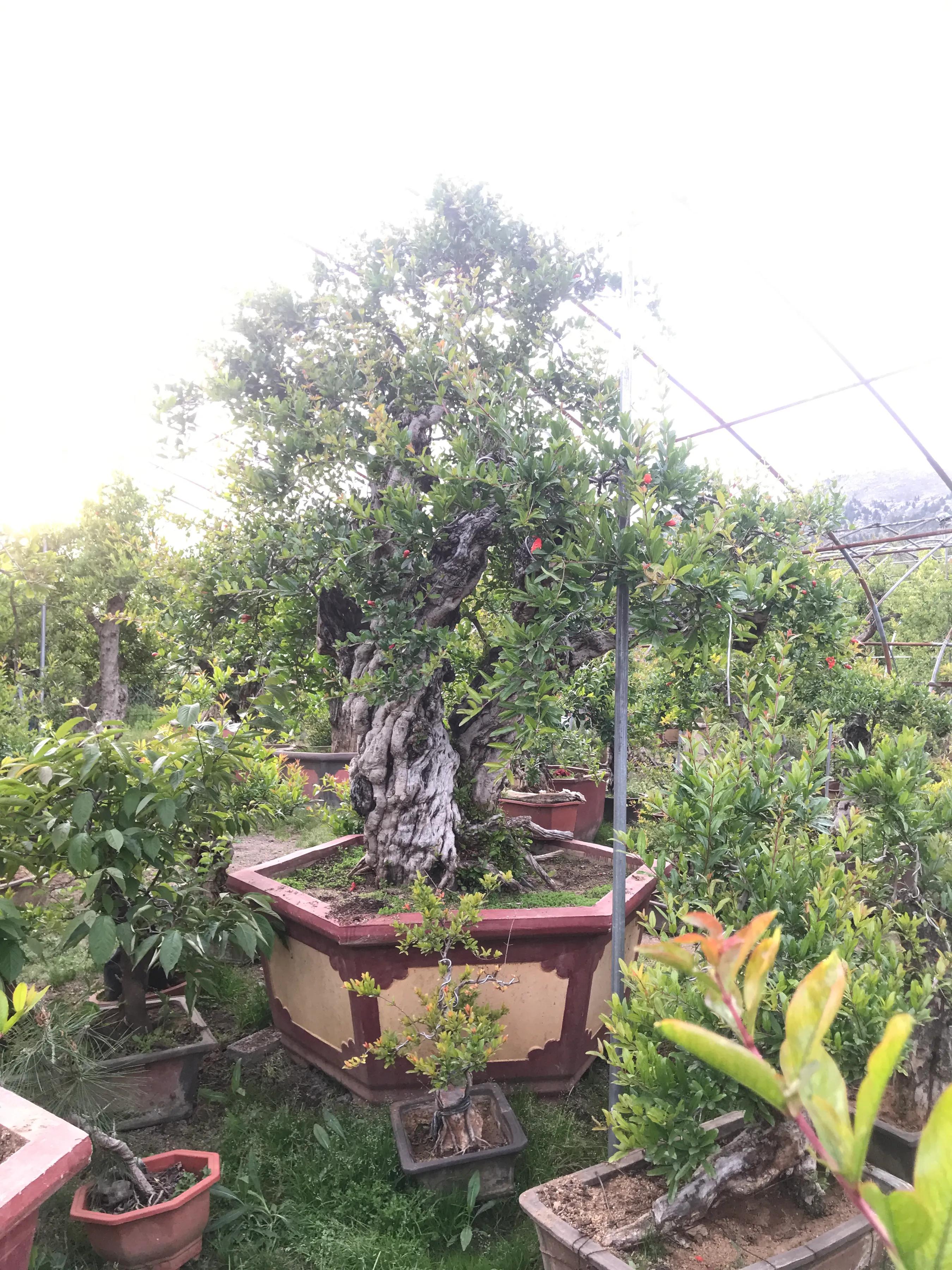 Pomegranate tree bonsai Dahongpao pomegranate tree bonsai old pile ...
