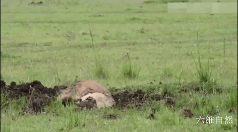 A male lion in Kenya spends hours digging a hole in the mud, just like ...