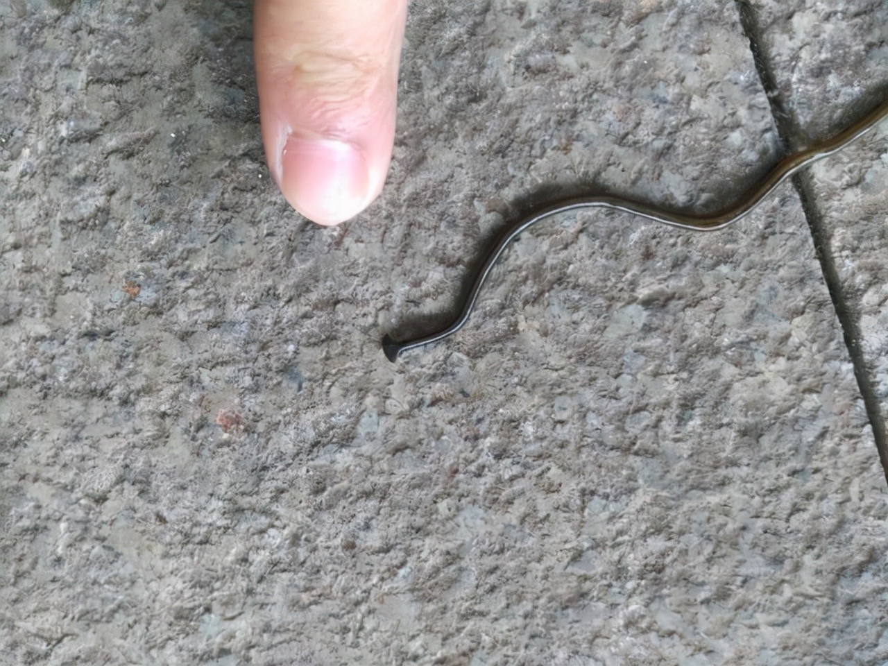 Why hasn't anyone heard of the "roundworm" in people's stomachs before ...