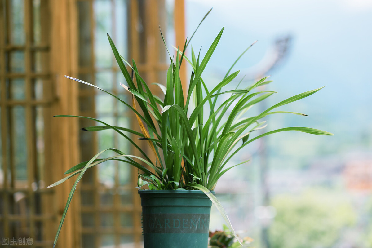 Qiyang·Liu Guihua, Hunan, "Ten Flowers and Partridges" - iNEWS