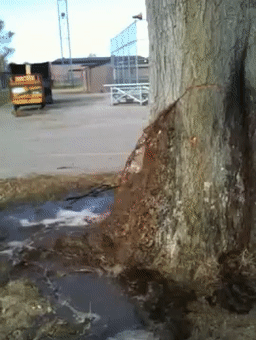 This tree actually "can pee" - iNEWS