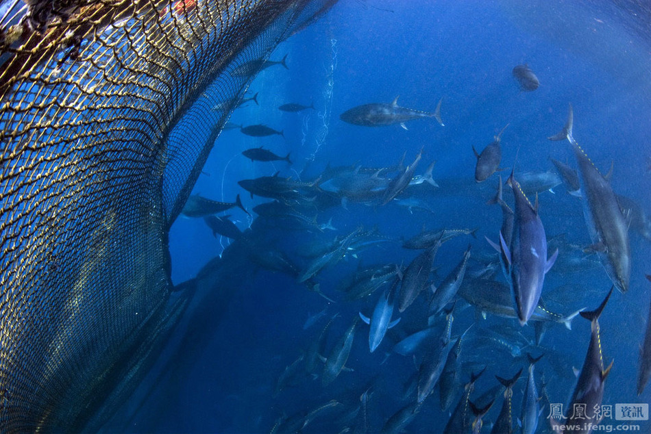 Octopus Survival - iNEWS