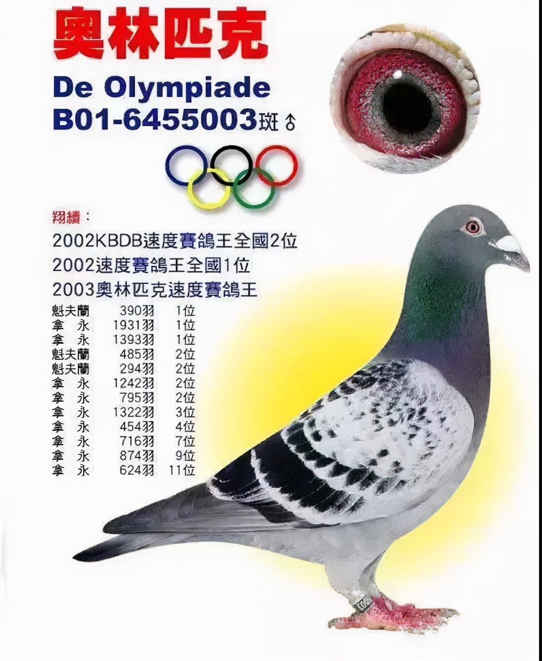 Great-grandfather of Bolt, one of the most famous pigeons - iMedia