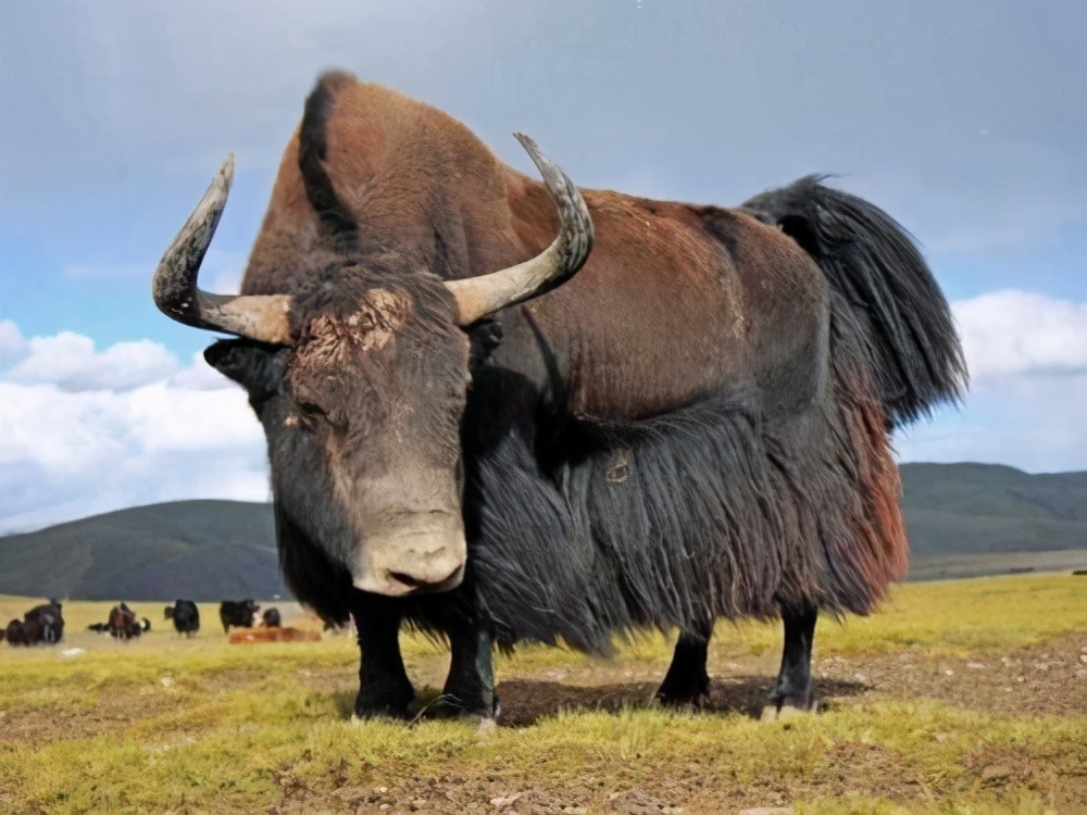 The most ferocious cow, the fighting hero "Bull Devil", is the wild yak ...