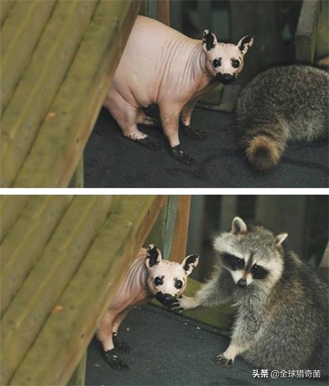 28 unseen photos of animals - iNEWS