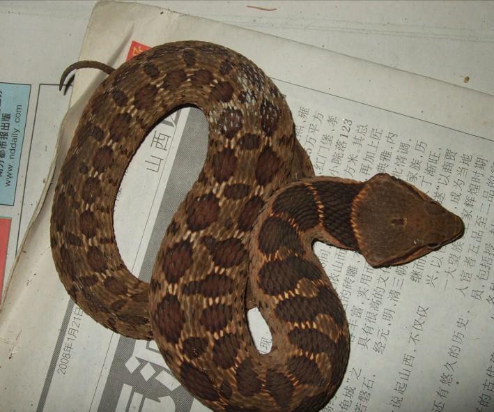 Snakes with triangle heads are poisonous, and snakes with round heads ...