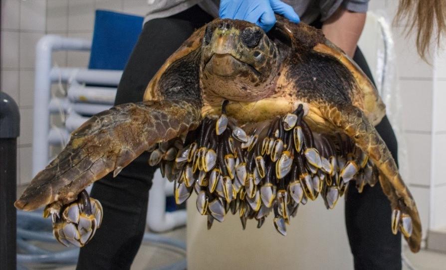 How terrible is the "parasitic demon" barnacle?Just look at the fate of ...