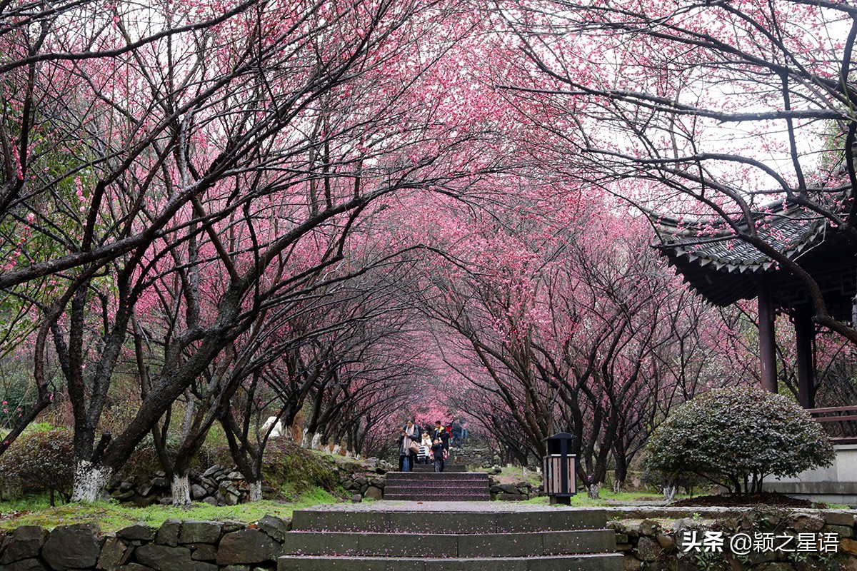 Yuyao Fifteen Ao Plum Garden, originated from Huang Zongxi, has a ...