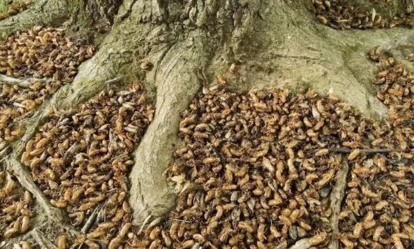 After 17 years of dormancy, billions of cicadas swept the United States ...