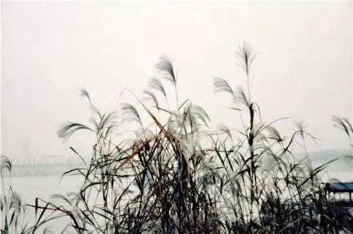 Qi Jue "Shallow Autumn and Light Rain" (Ping Shui Yun) - iNEWS