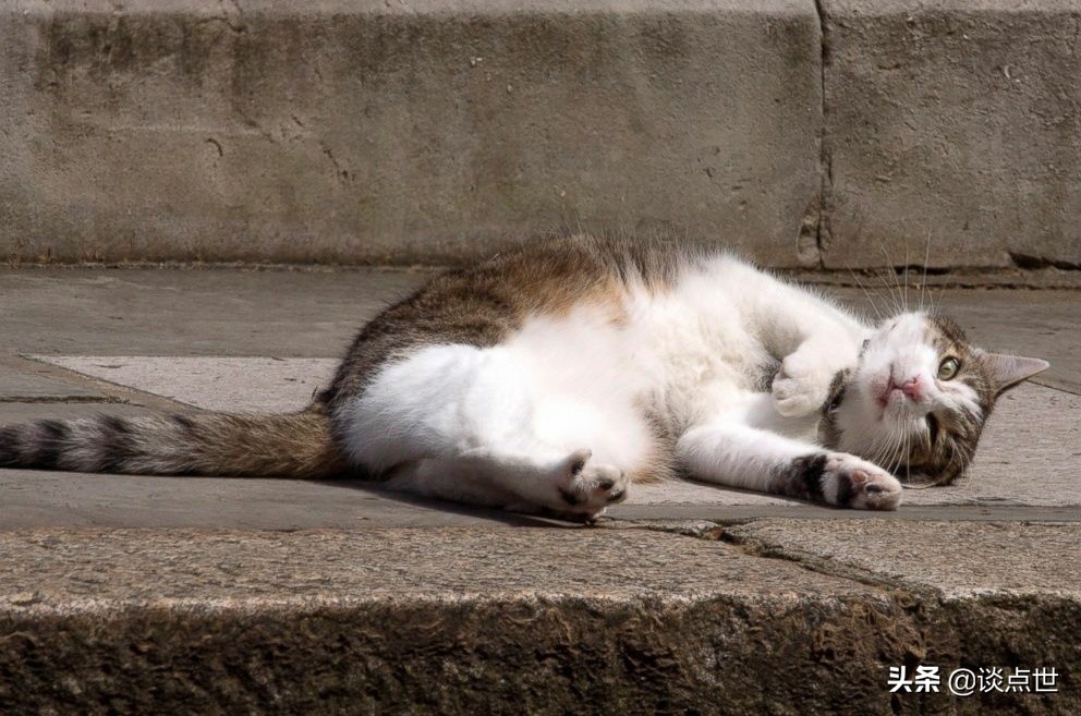 The 10th anniversary of the British Chief Rat Catcher has proven to the ...