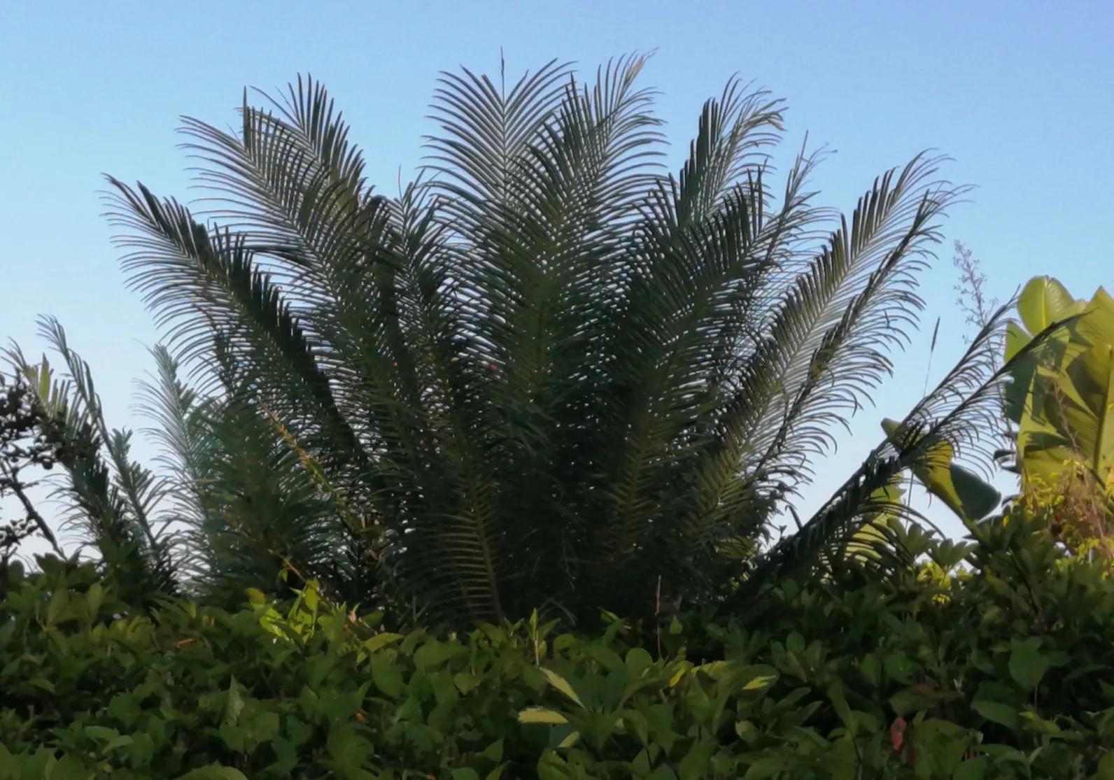 Have you ever seen iron trees bloom? - iNEWS
