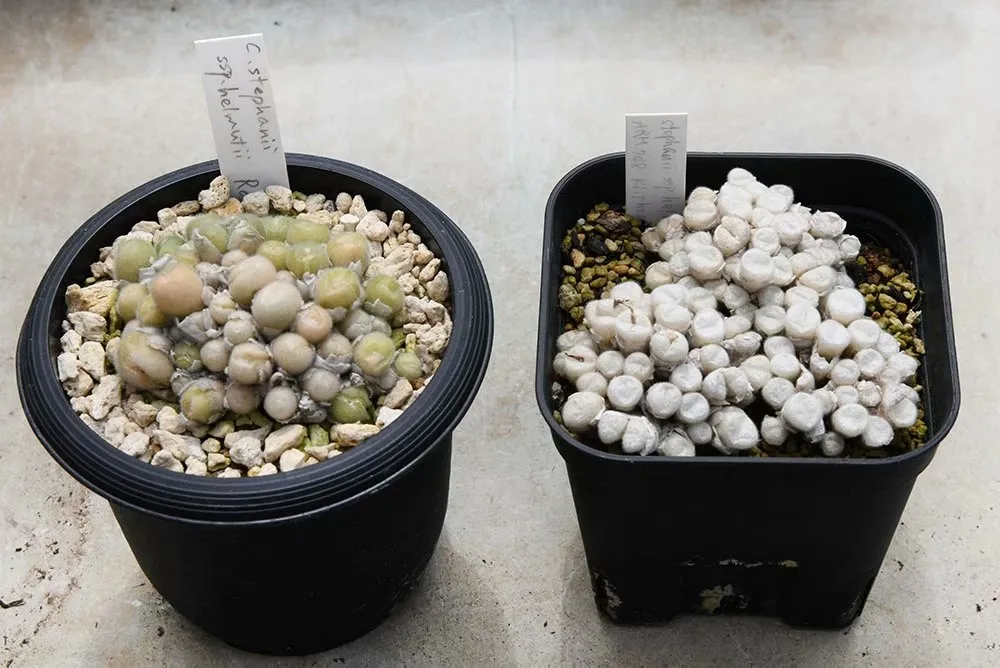 源自conocono的肉錐屬植物栽培經驗 - 資訊咖