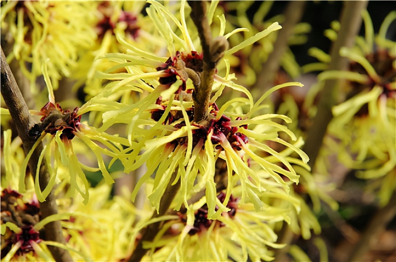 Witch hazel-plant non-test tube high-efficiency and rapid propagation ...