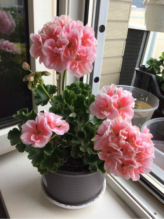 The "princess" of the geranium world, with high appearance and easy ...