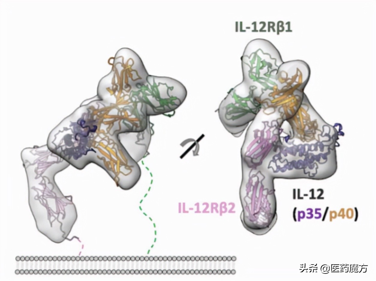 Science: AlphaFold teamed up with RoseTTAFold to surpass another big ...