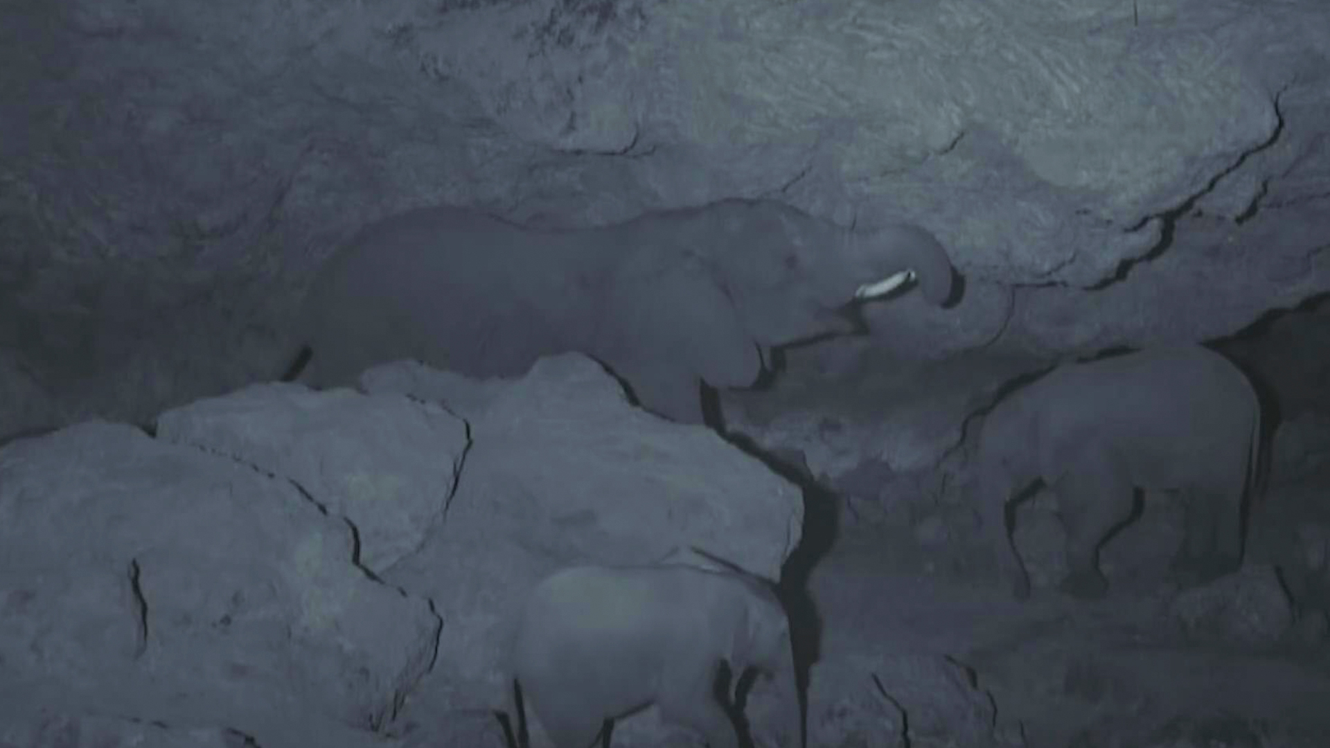 Why can't we feed the elephants with salt?After watching the elephant's ...