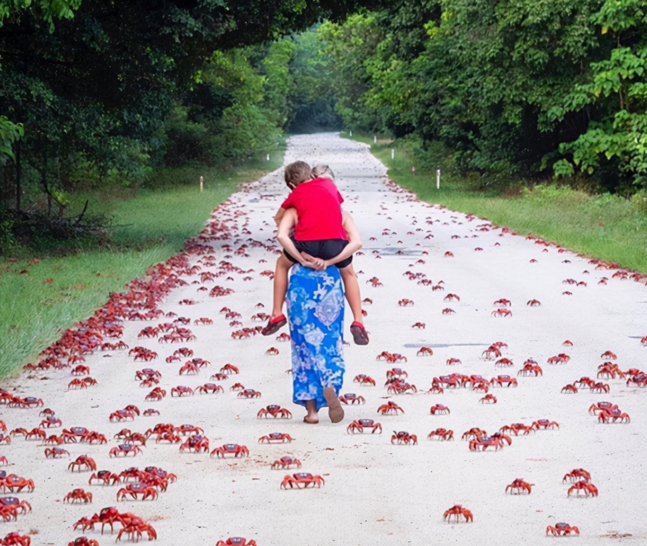 Tens of thousands of crabs migrate, and the "Red Sea" appears on the ...