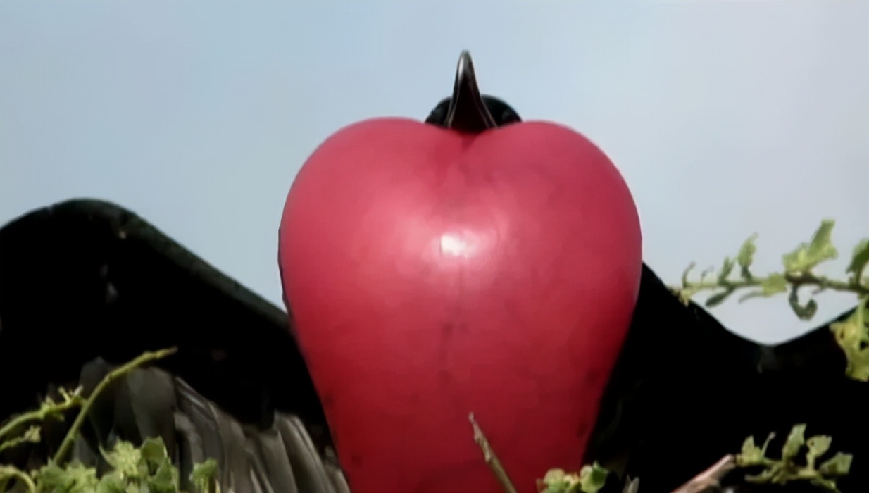 The bird with the long neck of the testicle makes me believe in love ...