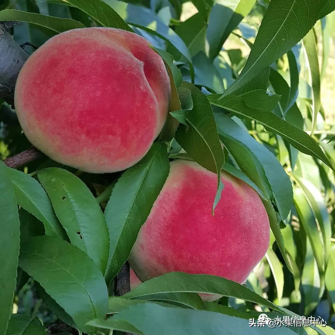 China's common peach origin varieties and time to market - iNEWS