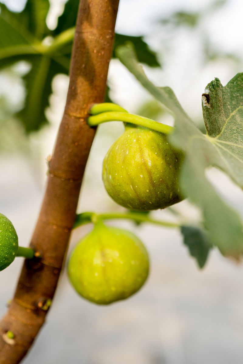 Raise figs in August, do 4 things well, the fruits will ripen early ...