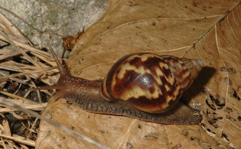 Large African snails are flooded and can breed 900 snails a year, but ...
