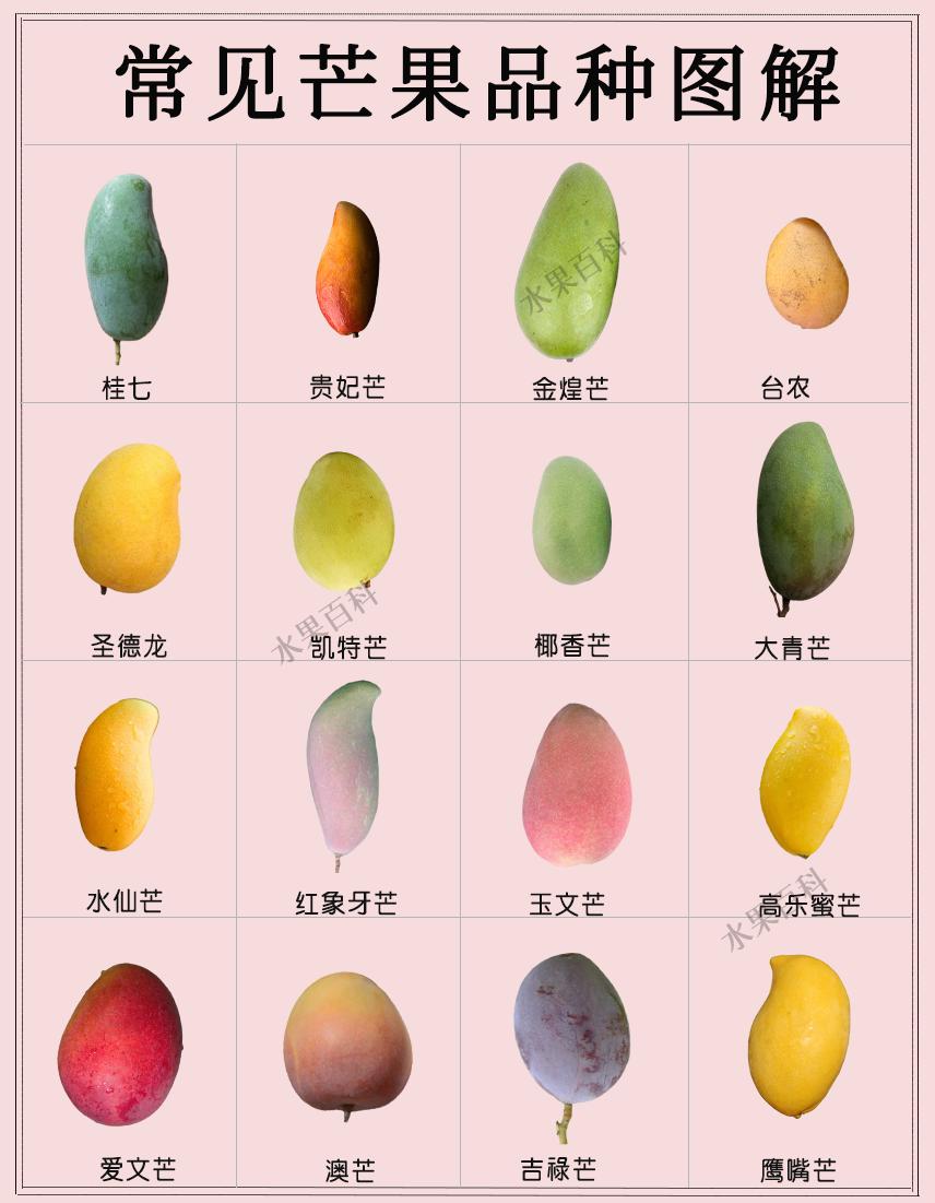 Guide to eating mangoes, an illustration of the 16 most common mango varieties - iNEWS