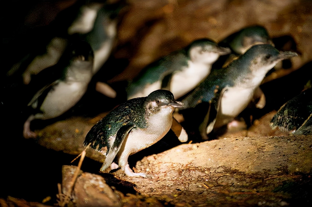 Have you ever seen a centipede that eats birds? - iNEWS