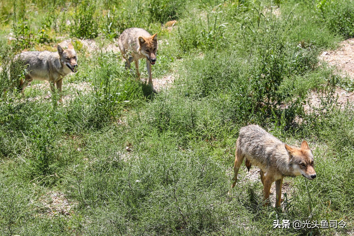 The Tibetan Mastiff's reward?Be protected by the wolf king since ...