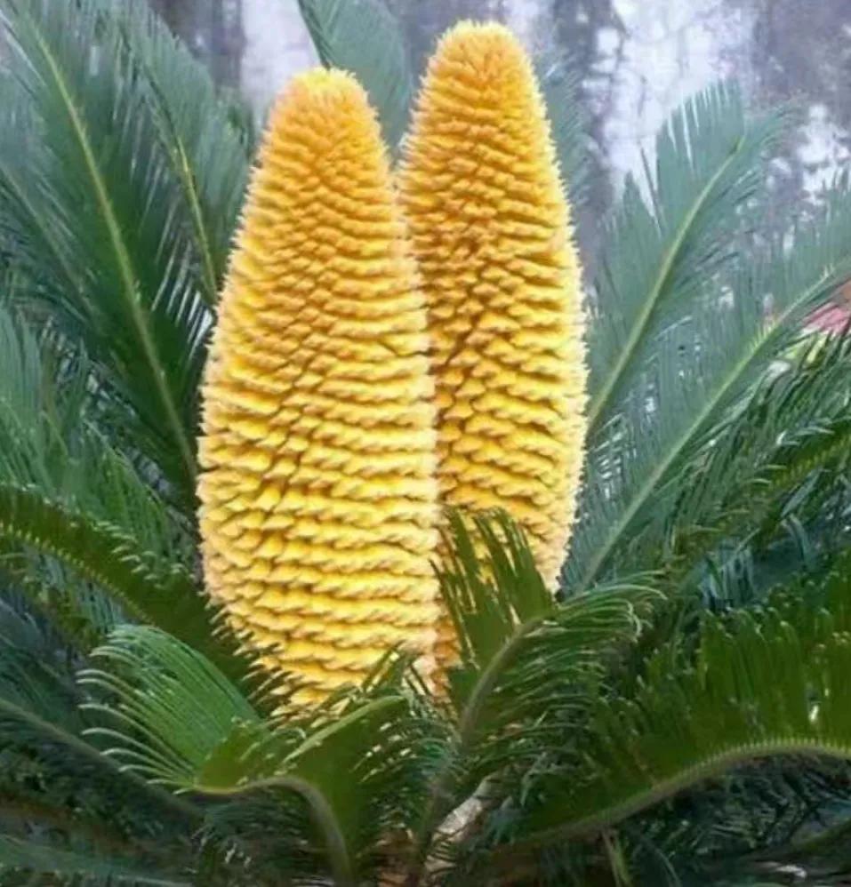 Have you ever seen iron trees bloom? - iNEWS