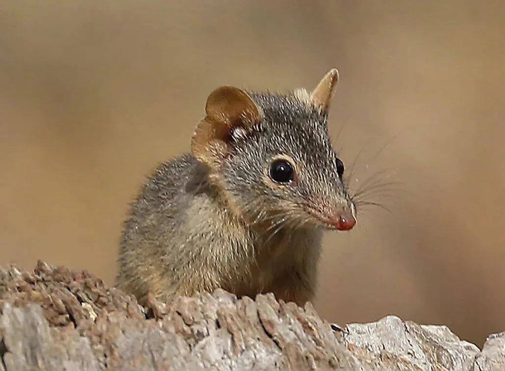 Australian bag shrew, set a Guinness record for mating until the shrew ...