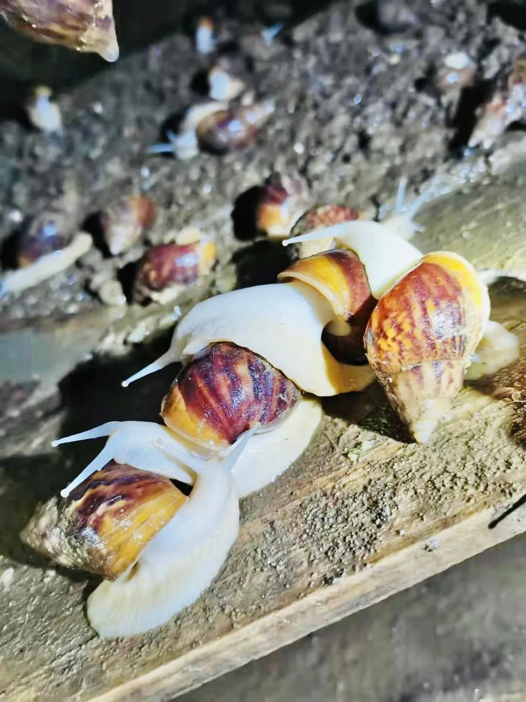 Creeping white jade snails with shell "protein" are popular in Europe ...