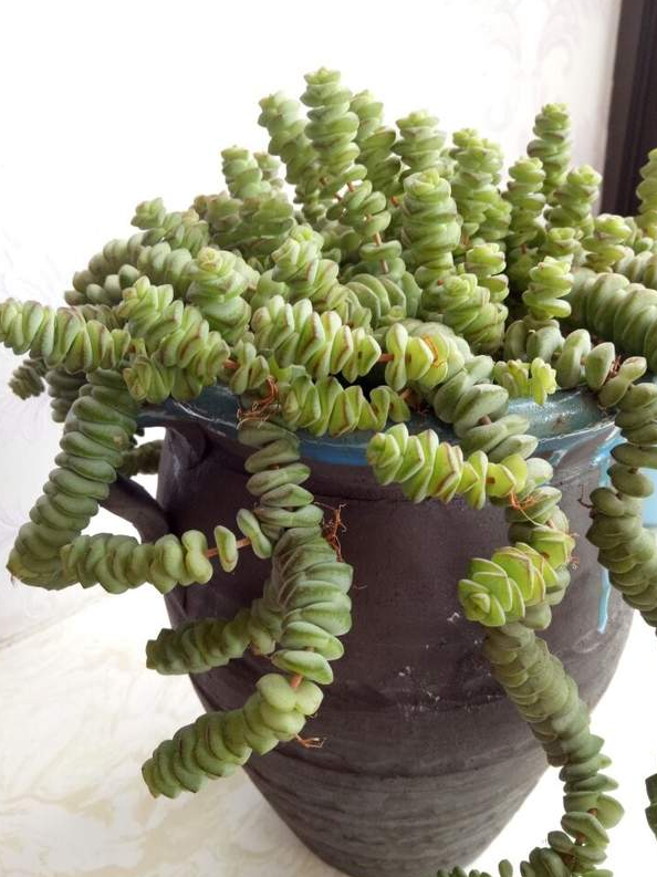 Succulent "money skewers", string small copper coins, do these 3 points ...