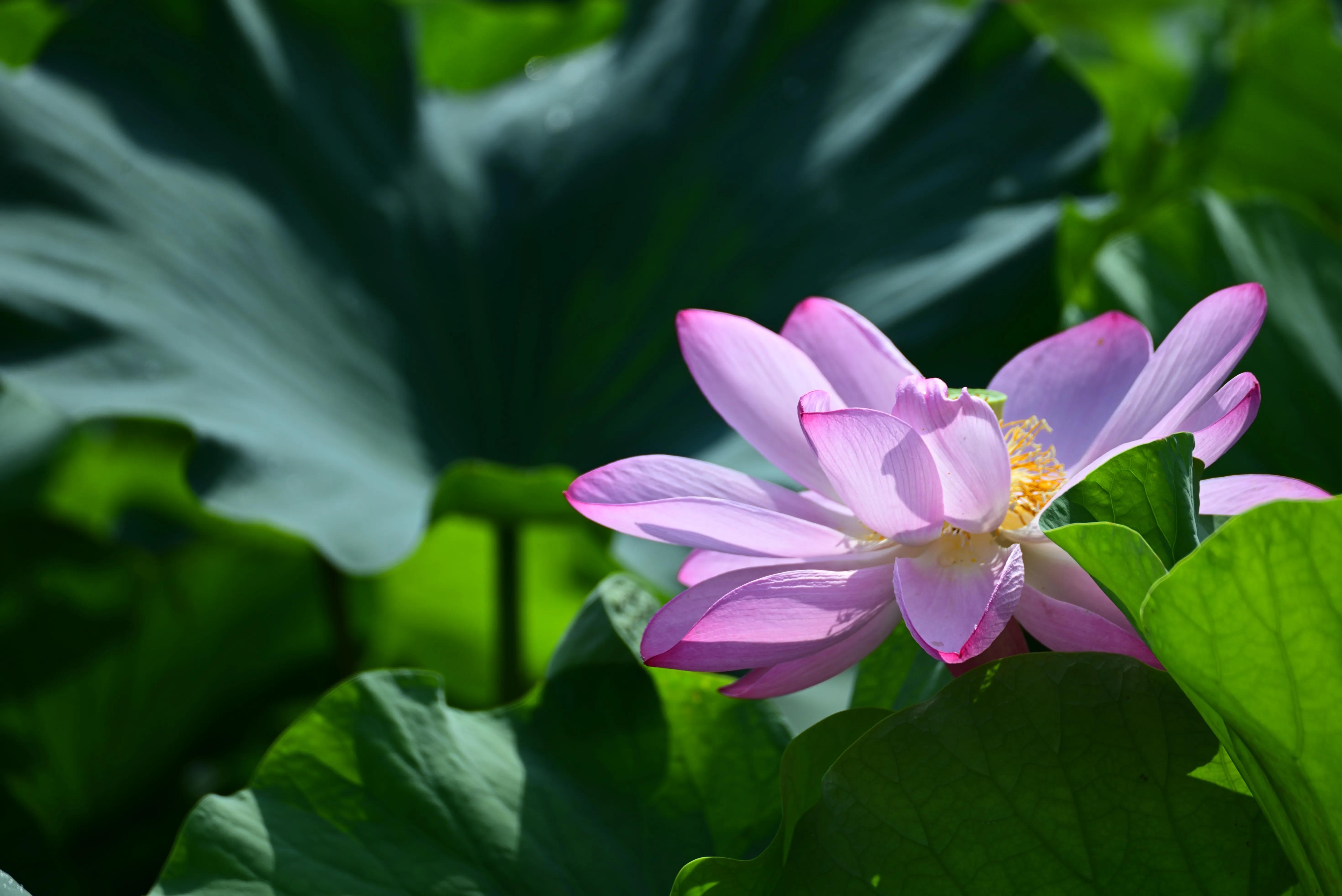 Burning lotus blossoms, Tingting out of the water (No. 70) - iNEWS