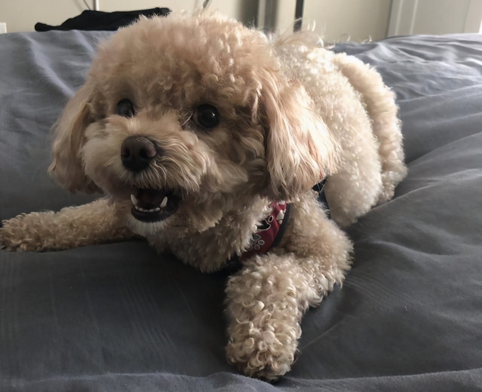 You need to be clear about the reasons why "Teddy" bites - iNEWS