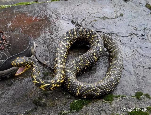 The confrontation between the cauliflower snake and the five-step snake ...