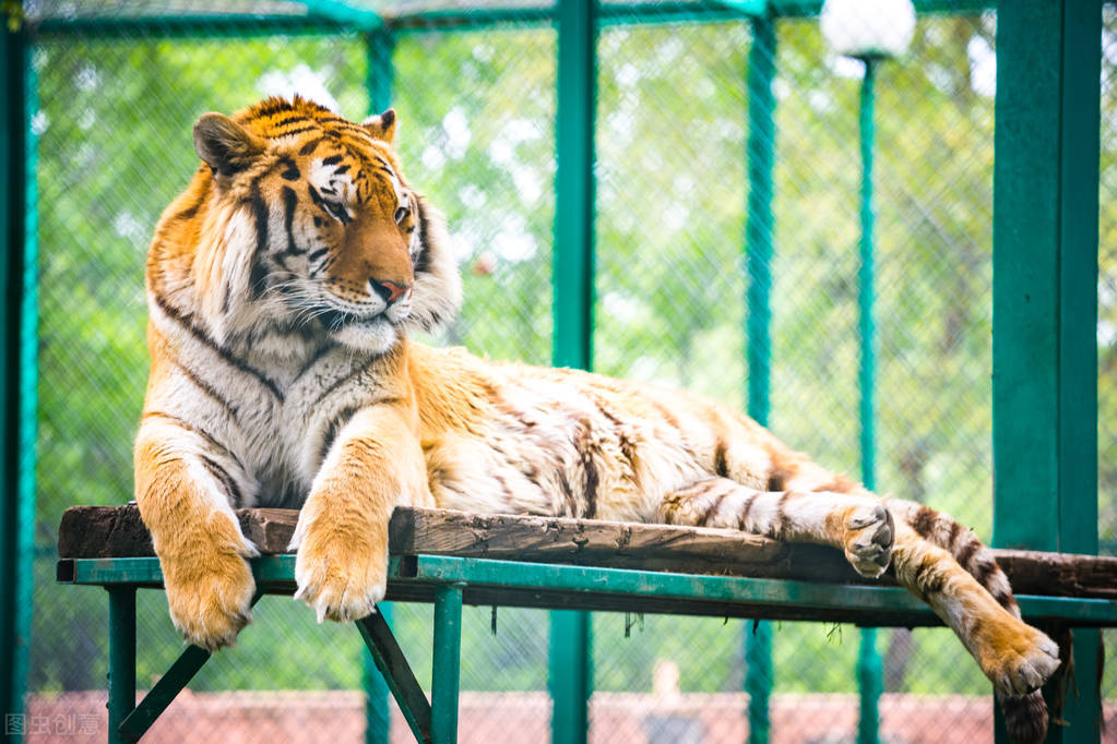 Ancient Chinese Fighting Tiger Recreation Activities - iMedia