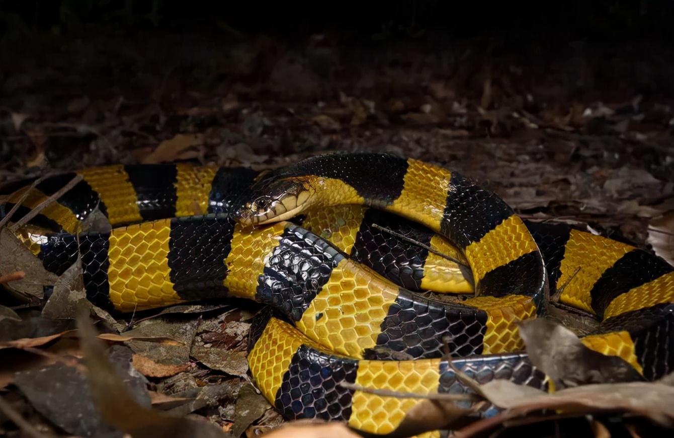 Dangerous!A venomous krait fell from the roof!How venomous is this ...