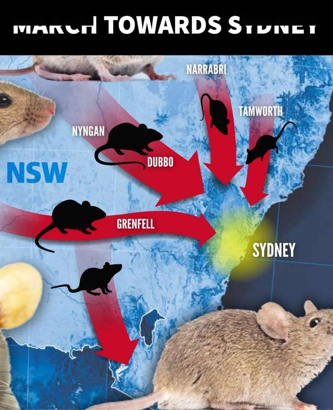 Hundreds of millions of mice besieged Sydney in August and were drowned ...