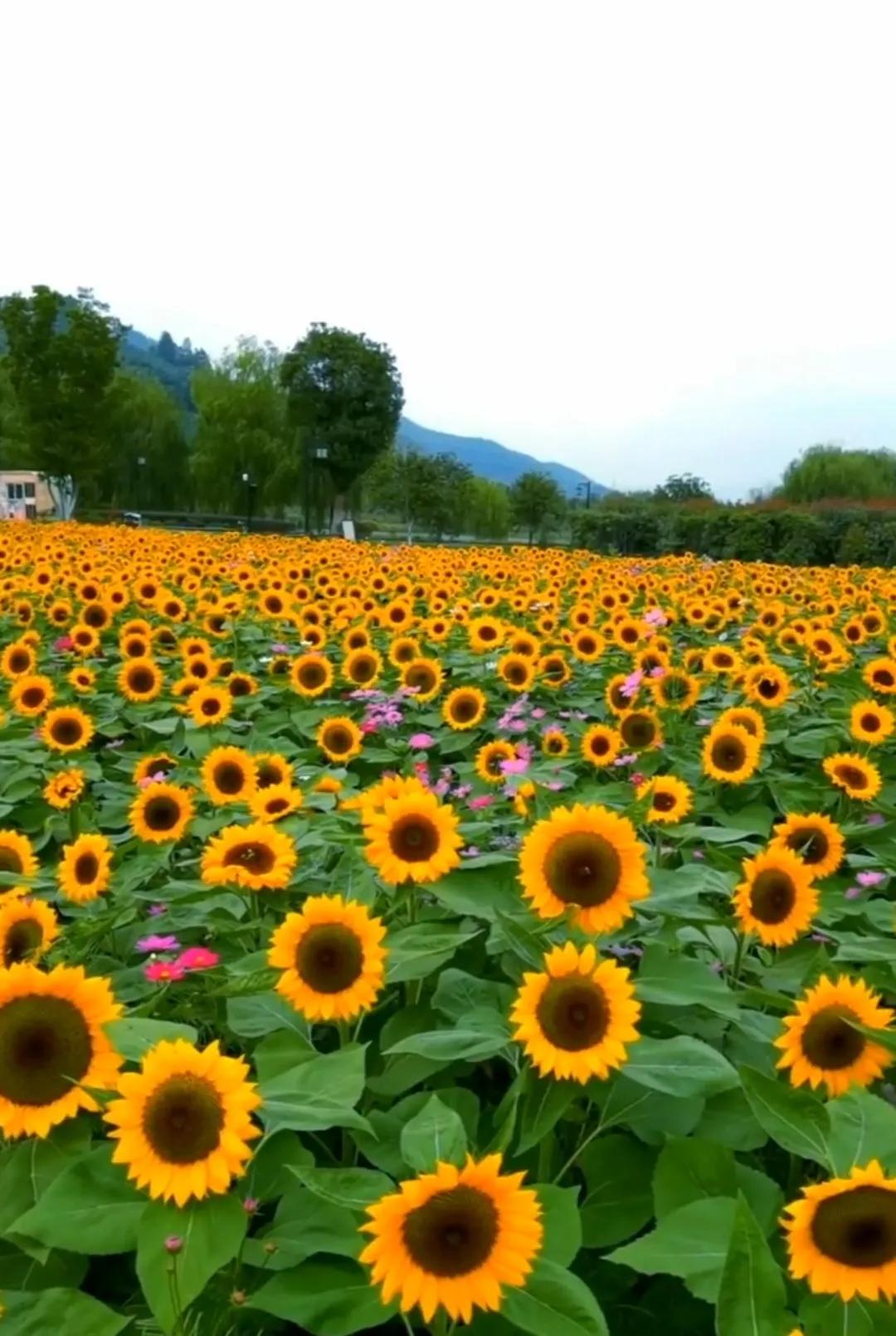 Hangzhou Jingshan Sea of Flowers-Flowers in full bloom in autumn - iNEWS