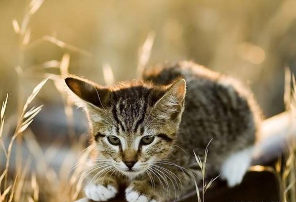 Show you the famous Chinese cats in our country - iMedia