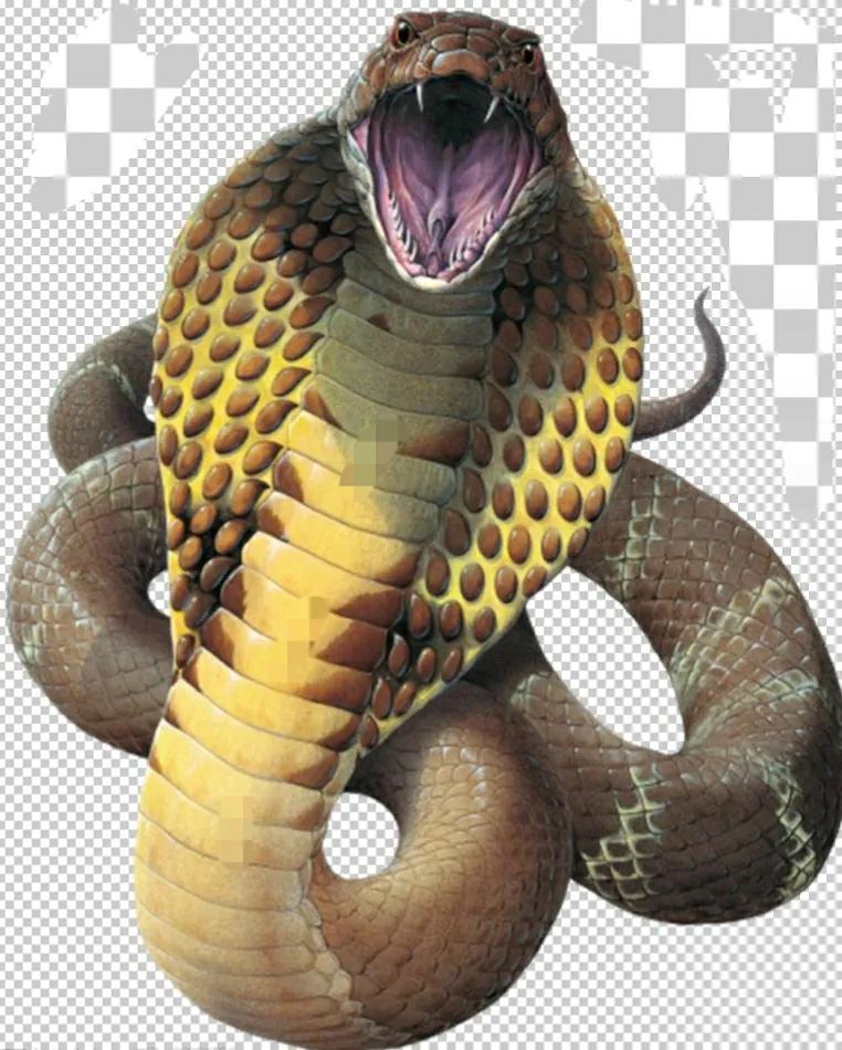 Amazon rainforest venomous snakes, poisonous frogs, and poisonous ...