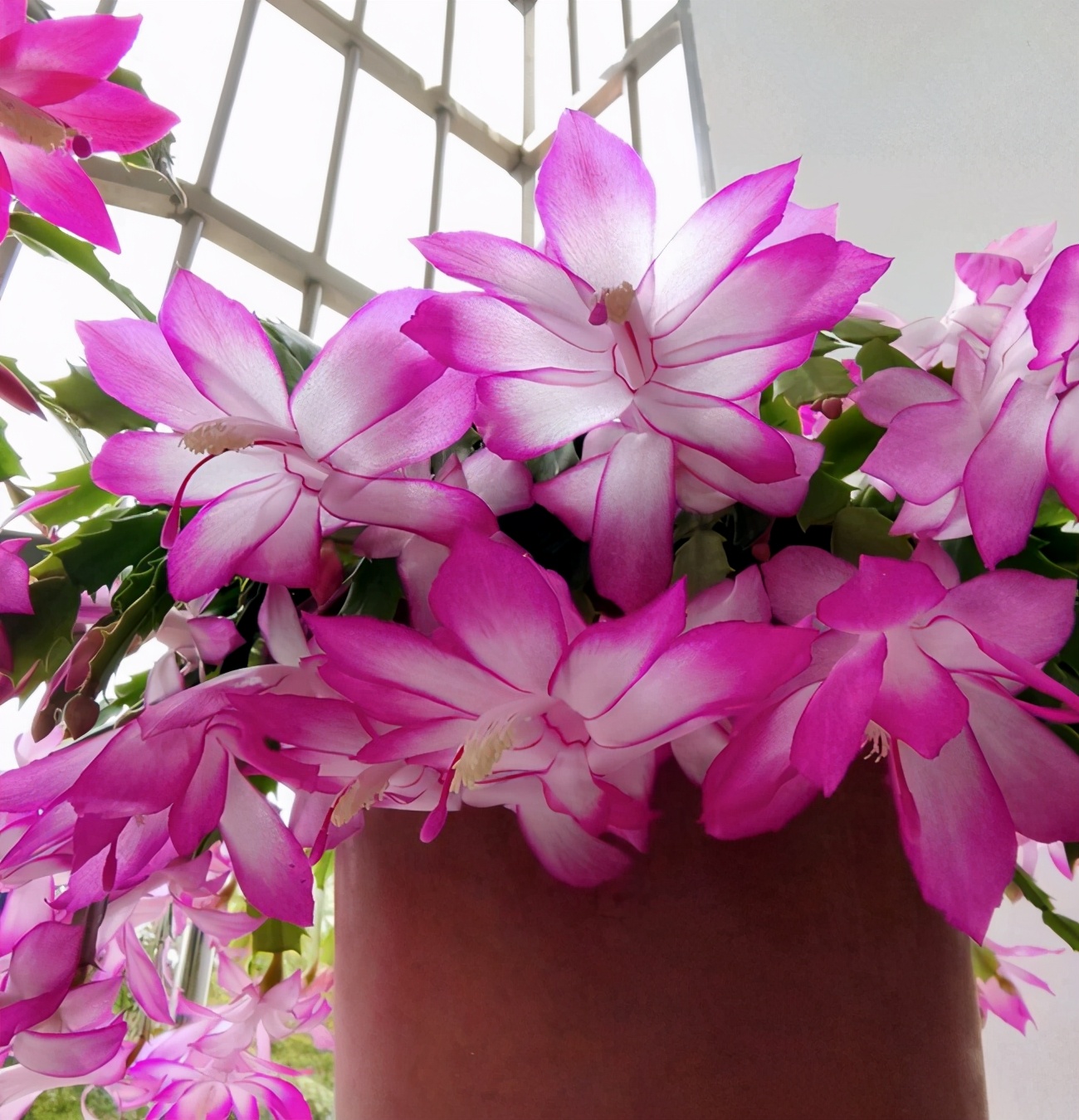 6 kinds of "popping flowers", don't waste the branches, insert them in ...